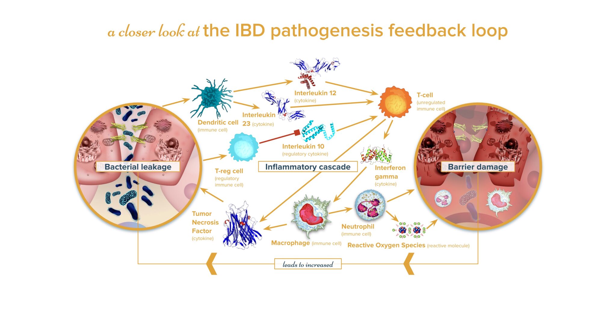 My Science-Based Approach to IBD and IBS | By Andrew Kornfeld